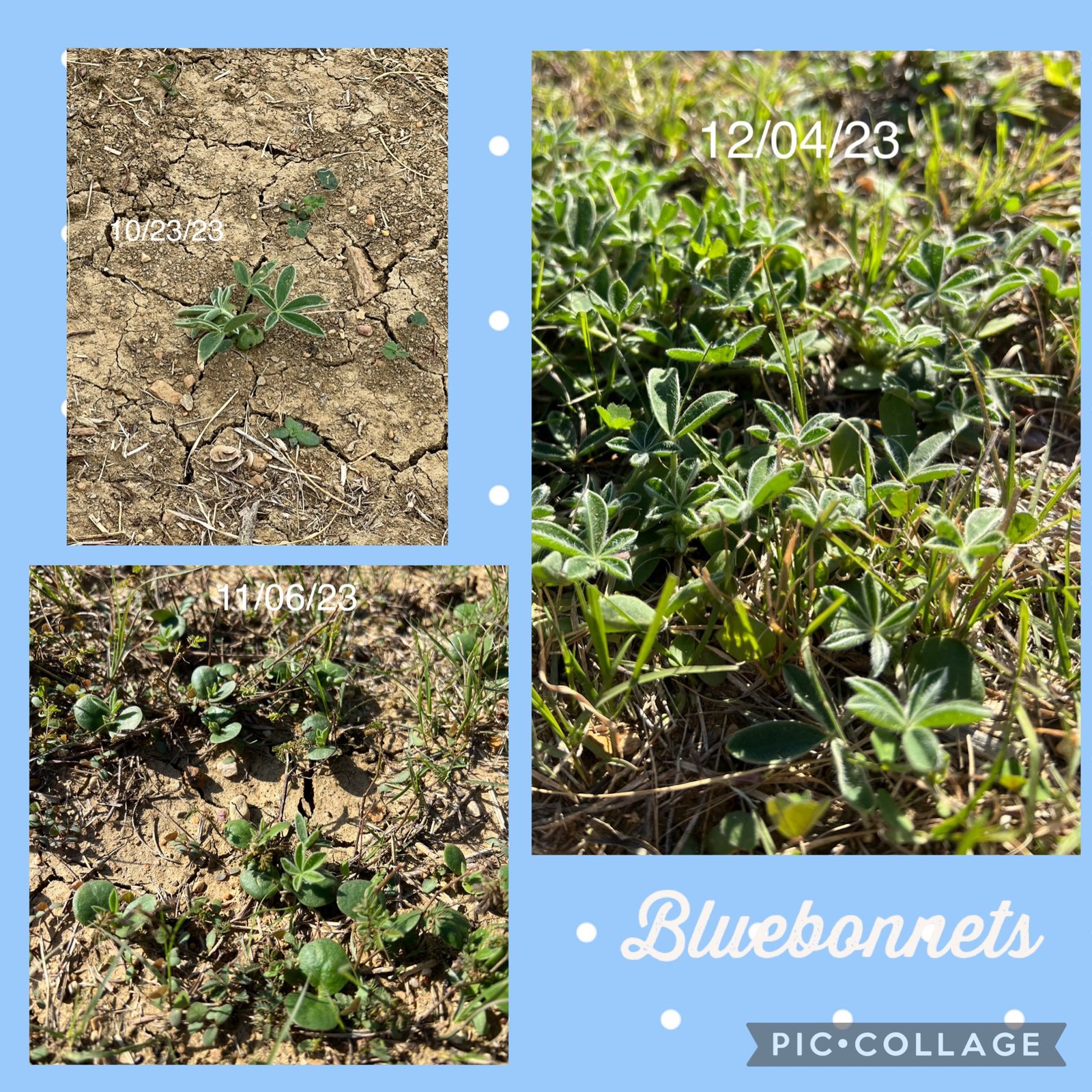Where Are Bluebonnets In The Fall? - Unlock Our Life